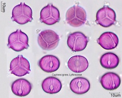 Kategorie:Lythraceae – Pollen-Wiki