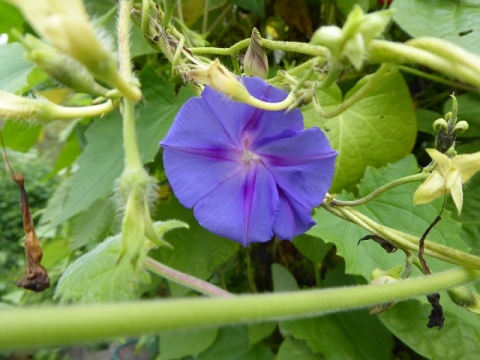 Ipomoea caerulea – Pollen-Wiki