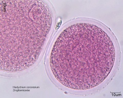Kategorie:Zingiberaceae – Pollen-Wiki