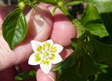 Capsicum baccatum – Pollen-Wiki