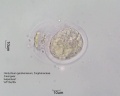 Kategorie:Zingiberaceae – Pollen-Wiki