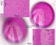 Kategorie:Iridaceae – Pollen-Wiki