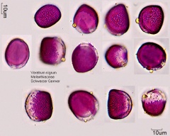 Kategorie:Melanthiaceae – Pollen-Wiki