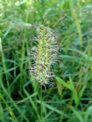 Kategorie:Gramineae – Pollen-Wiki
