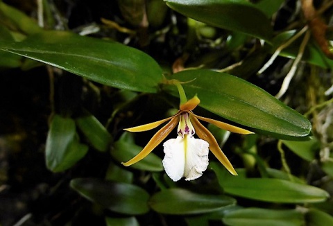 Dinema polybulbon – Pollen-Wiki
