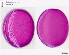 Kategorie:Iridaceae – Pollen-Wiki