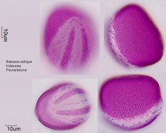 Kategorie:Iridaceae – Pollen-Wiki
