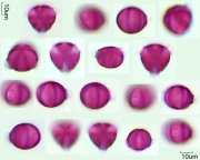 Kategorie:Lythraceae – Pollen-Wiki