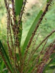Kategorie:Gramineae – Pollen-Wiki
