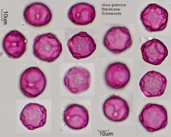 Kategorie:Stephanoporat – Pollen-Wiki
