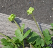 Kategorie:Adoxaceae – Pollen-Wiki