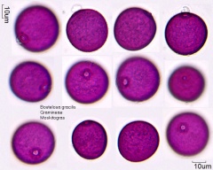 Kategorie:Gramineae – Pollen-Wiki