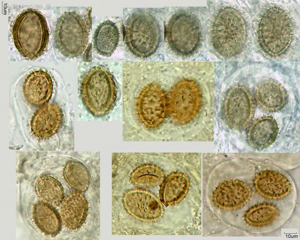 Kategorie:Tuber – Pollen-Wiki