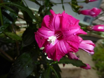 Ipomoea horsfalliae – Pollen-Wiki