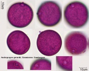 Kategorie:Gramineae – Pollen-Wiki