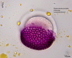 Kategorie:Iridaceae – Pollen-Wiki