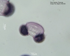 Bestimmungshilfe/06 – Pollen-Wiki