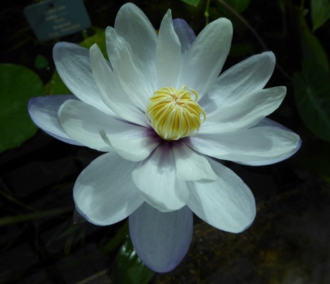 Nymphaea immutabilis – Pollen-Wiki