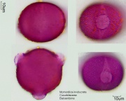 Kategorie:Cucurbitaceae – Pollen-Wiki