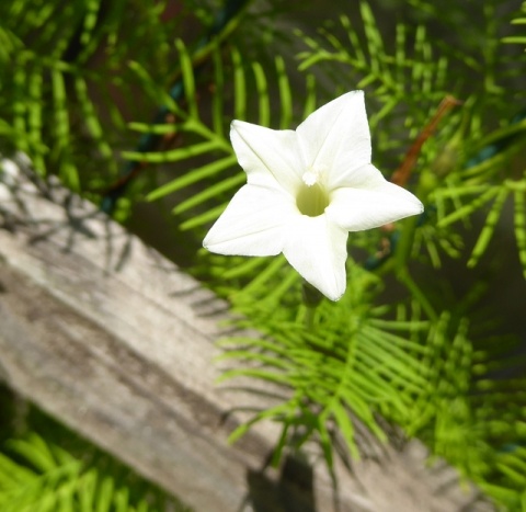 Ipomoea multifida – Pollen-Wiki