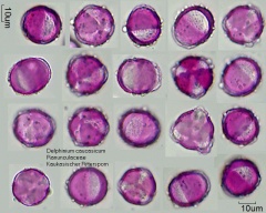 Kategorie:Delphinium – Pollen-Wiki