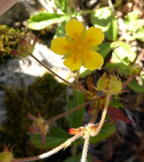 Potentilla fragarioides – Pollen-Wiki