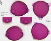 Kategorie:Cucurbitaceae – Pollen-Wiki