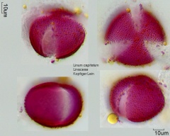 Kategorie:Linaceae – Pollen-Wiki