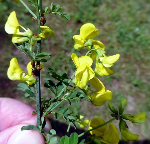 Hippocrepis emerus – Pollen-Wiki