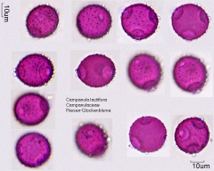 Kategorie:Stephanoporat – Pollen-Wiki