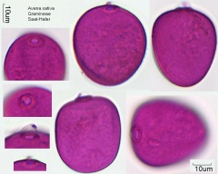 Kategorie:Gramineae – Pollen-Wiki
