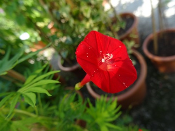 Ipomoea quamoclit – Pollen-Wiki