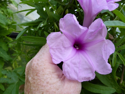 Ipomoea carnea – Pollen-Wiki