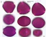Kategorie:Alangiaceae – Pollen-Wiki