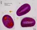 Kategorie:Iridaceae – Pollen-Wiki