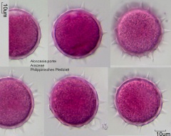 Kategorie:Araceae – Pollen-Wiki