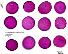 Kategorie:Gramineae – Pollen-Wiki