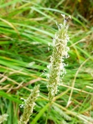 Kategorie:Gramineae – Pollen-Wiki