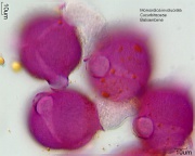 Kategorie:Cucurbitaceae – Pollen-Wiki