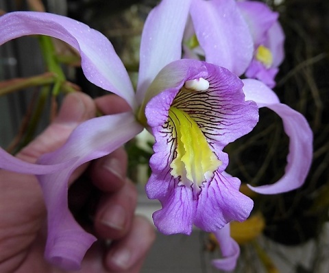 Laelia superbiens – Pollen-Wiki