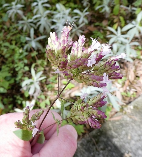 Origanum virens – Pollen-Wiki
